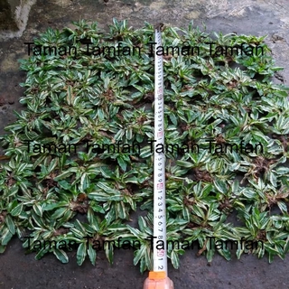 Jual rumput varigata/ gajah mini varigata 50x50 cm | Shopee Indonesia