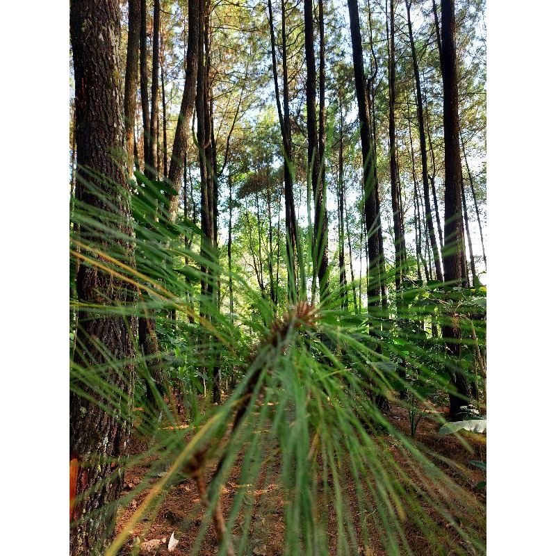 Jual Daun Pinus Segar Daun Pinus Basah Daun Pinus Fresh | Shopee Indonesia