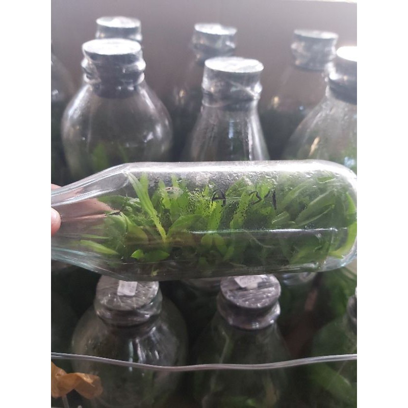Jual bibit botolan anggrek dendrobium | Shopee Indonesia Jual bibit botolan anggrek dendrobium | Shopee Indonesia