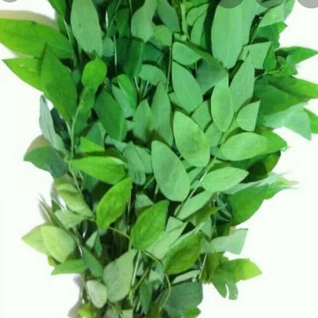 Jual Sayur Daun Katu | Shopee Indonesia
