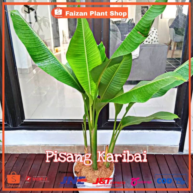 Jual tanaman hias pisang karibay | tanaman pisang karibai | pisang ...