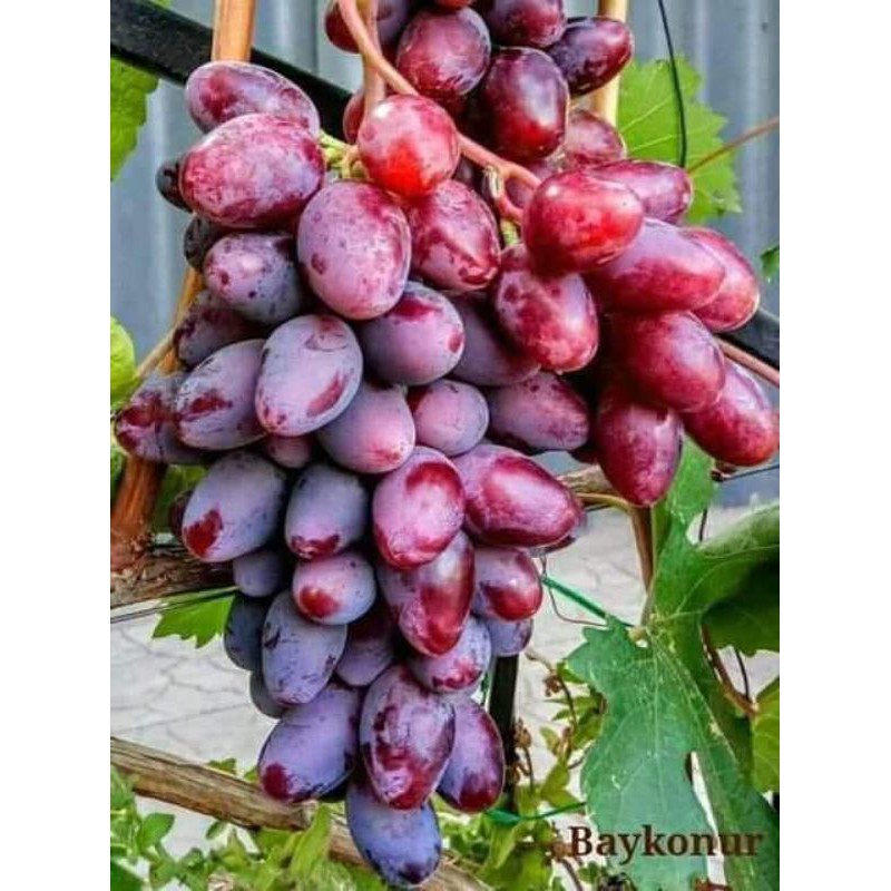 BIBIT ANGGUR IMPORT NEW BAIKONUR (grafting) | Shopee Indonesia