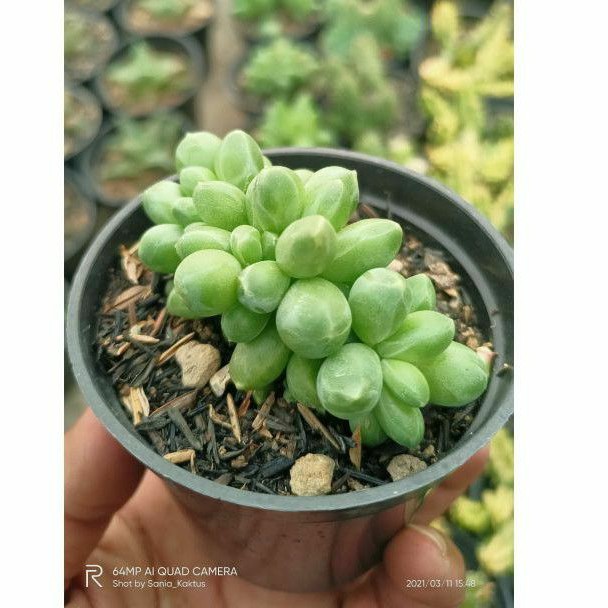 Jual sekulen | Shopee Indonesia