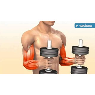 Jual BARBEL DUMBELL SET12,5KG BARBELL DUMBEL BARBLE DUMBLE BURBLE ...