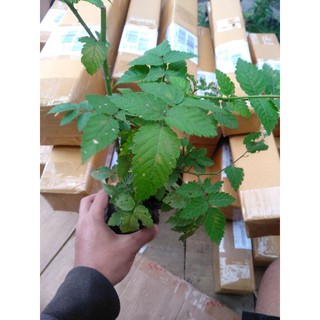 Jual Bibit Buah Raspberry Lokal - Pohon Raspberry Lokal Siap Berbuah ...