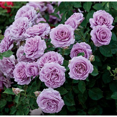 Jual Tanaman Mawar Floribunda Ungu - BB Plant | Shopee Indonesia