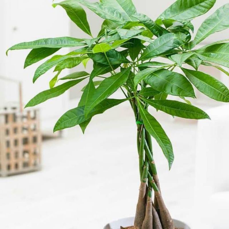 Jual tanamanhias money tree pachira/ pachira kepang 3/ pohon hoki ...
