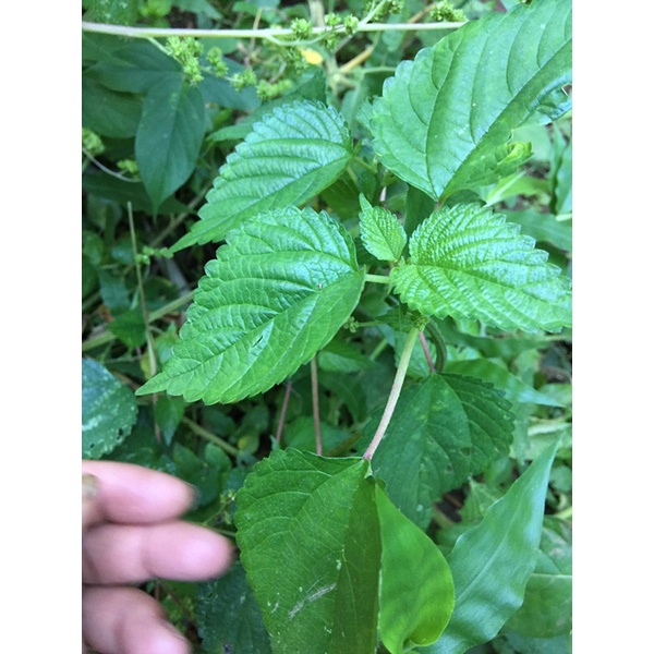 Jual daun jelatang daun pulus daun gatal segar | Shopee Indonesia