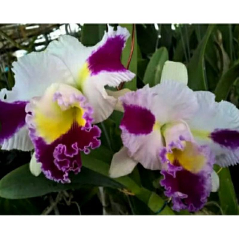Jual anggrek Cattleya patchara fancy | Shopee Indonesia