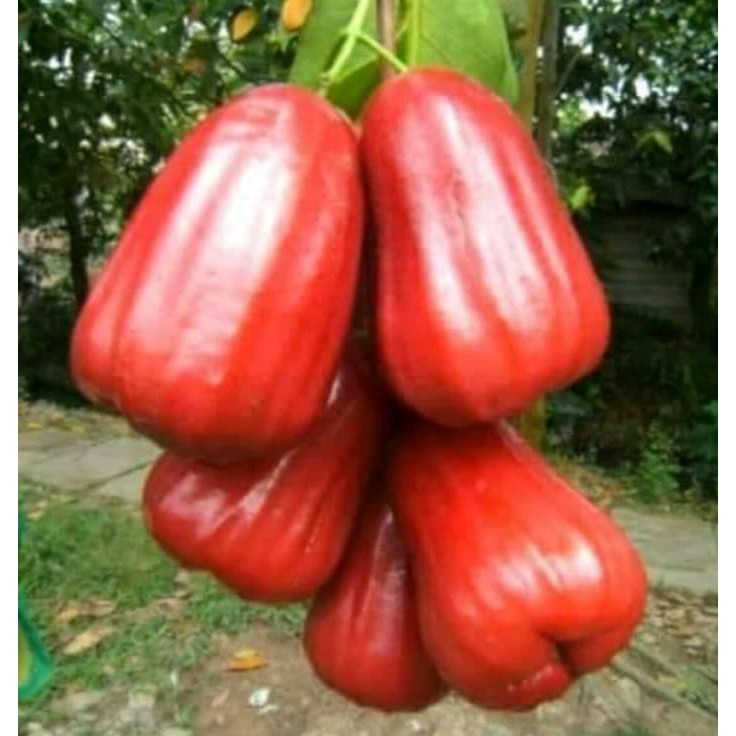 50+ Gambar Tanaman Buah Jambu yang Wajib Diketahui - Informasi Seputar ...