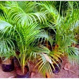 Jual Palem pinang Kuning Unggul | Shopee Indonesia