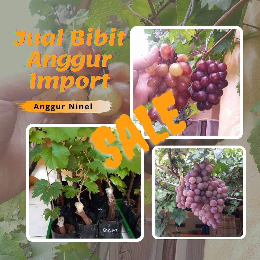 Jual Benih Anggur Import Ninel Asli Manis, Tanaman anggur jenis ninel ...