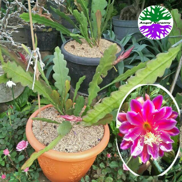 Jual Pohon Bunga Wijayakusuma Merah | Shopee Indonesia