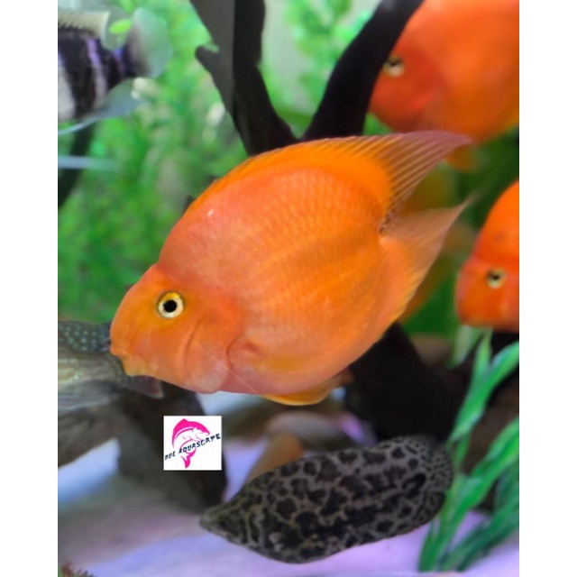 Jual IKAN HIAS PEROT SB | Shopee Indonesia