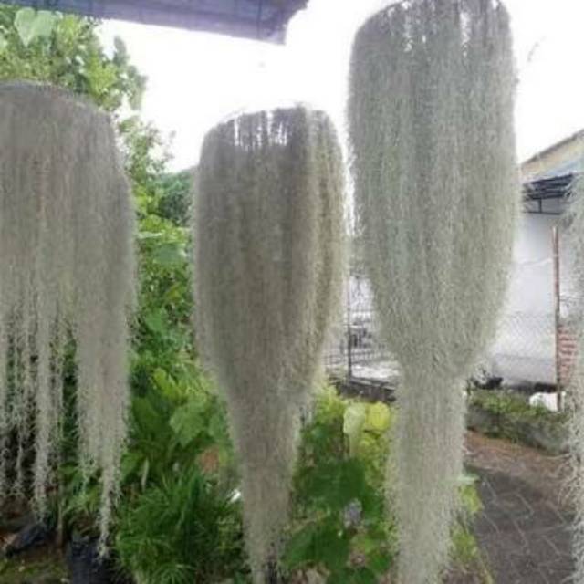Jual Tanaman Hias jenggot Musa - Spanish Moss - jenggot | Shopee Indonesia