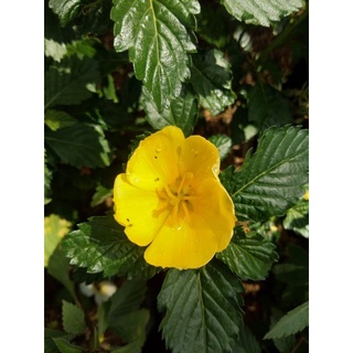 Jual Tanaman Bunga Yolanda Kuning / Turnera Ulmifolia / Bunga Jam 8 ...