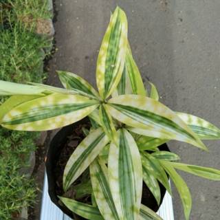 Jual bibit Tanaman hias hidup pohon bambu Dracena Grasena golden tutul ...