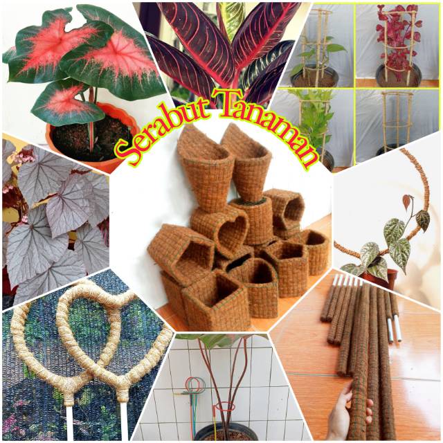 Produk Serabut_Tanaman | Shopee Indonesia