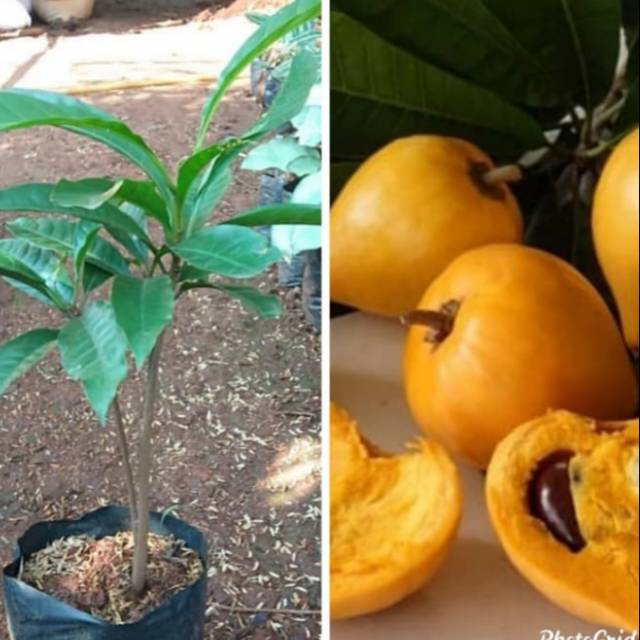 Jual Buah alkesah dan bibit pohon alkesah | Shopee Indonesia