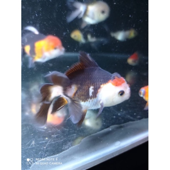 Jual Mas koki oranda panda tri color ikan mas koki goldfish | Shopee ...