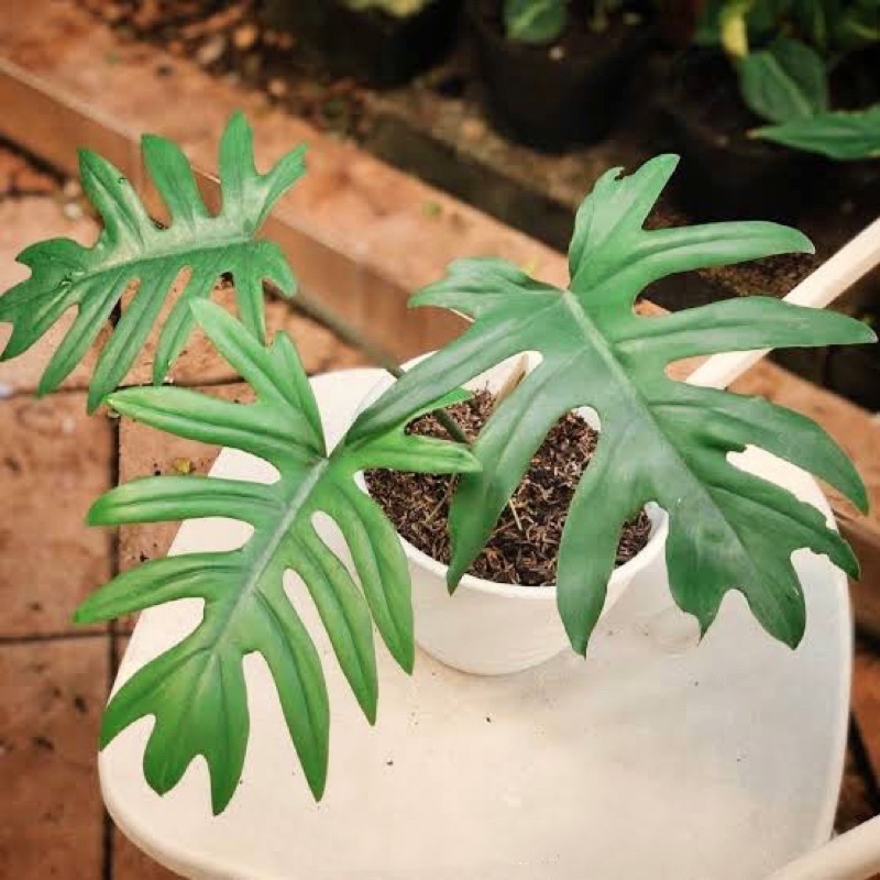 Jual Tanaman Hias Philodendron Mayoi/ Philo Mayoi | Shopee Indonesia