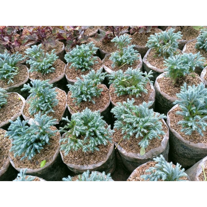 Jual Tanaman Cemara Perak | Shopee Indonesia