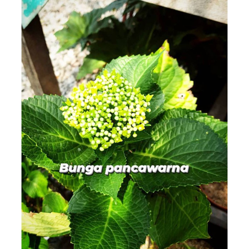 Jual bunga pancawarna Bangkok | Shopee Indonesia