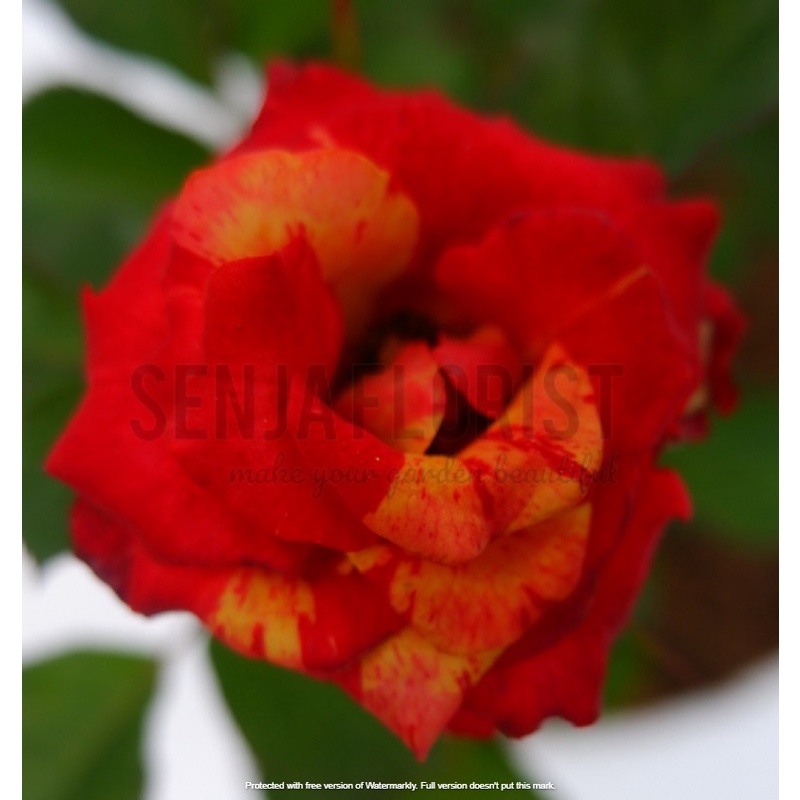 Jual Tanaman Bunga Mawar Batik Oren - Berbunga/Kuncup | Shopee Indonesia