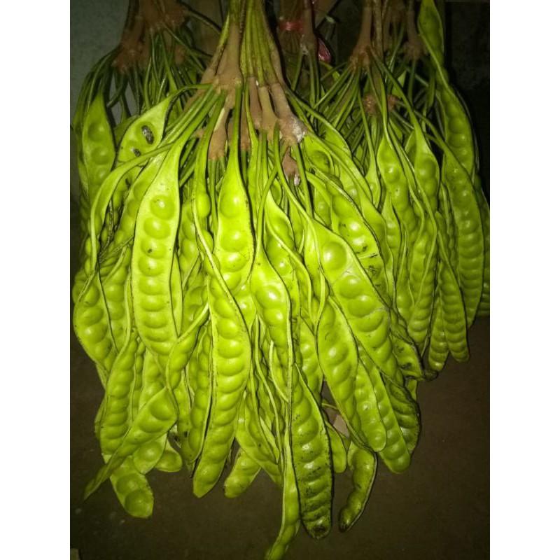 Jual Petai/Pete 1 ikat isi 10 lonjor | Shopee Indonesia