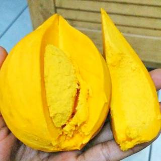 Jual Buah Alkesa 1 kg / Sawo Mentega / campoleh Indonesia|Shopee Indonesia