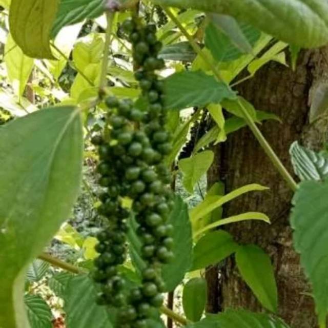 Jual Lada hijau segar fresh 100gr langsung petik | Shopee Indonesia