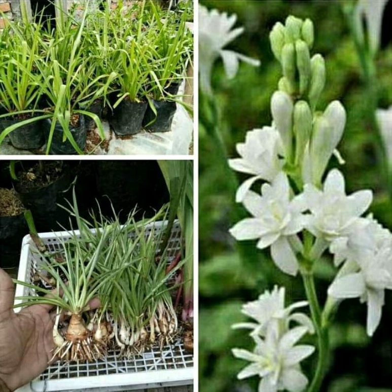 Jual Bibit Bunga Sedap Malam Siap Berbunga | Arum dalu | Shopee Indonesia