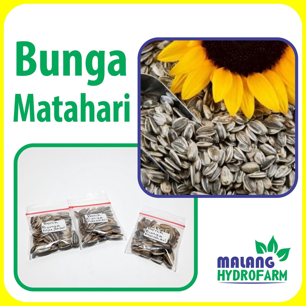 Jual Benih Bunga Matahari Unggulan berkualitas biji bibit hydroponik ...