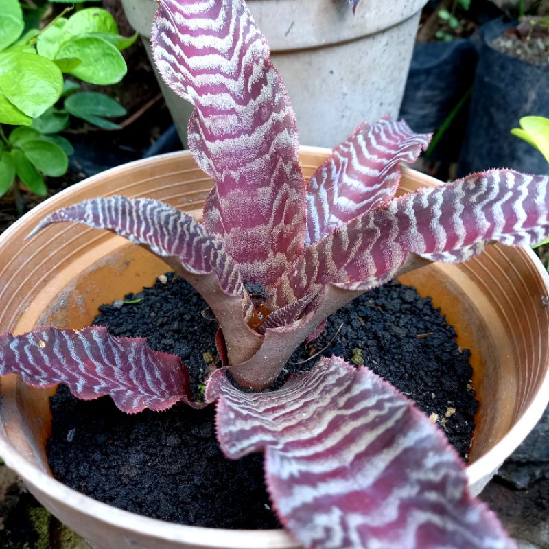 Jual Cryptanthus Fosterianus (Tanaman hias bromelia/ House Plant) Corak ...