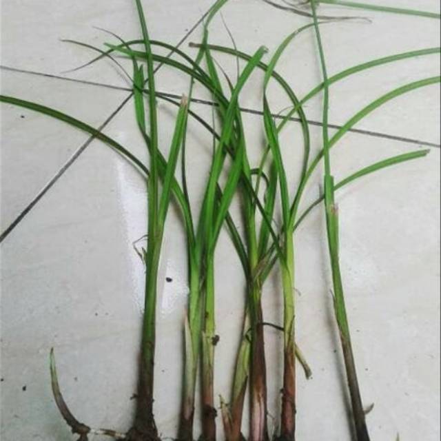 Jual Rumput Teki Cyperus rotundus 25 pohon utuh segar | Shopee Indonesia