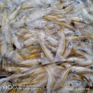 Jual Ikan Cere Beku 500gr - Ikan Cere Pakan Ikan Predator Makanan Ikan ...