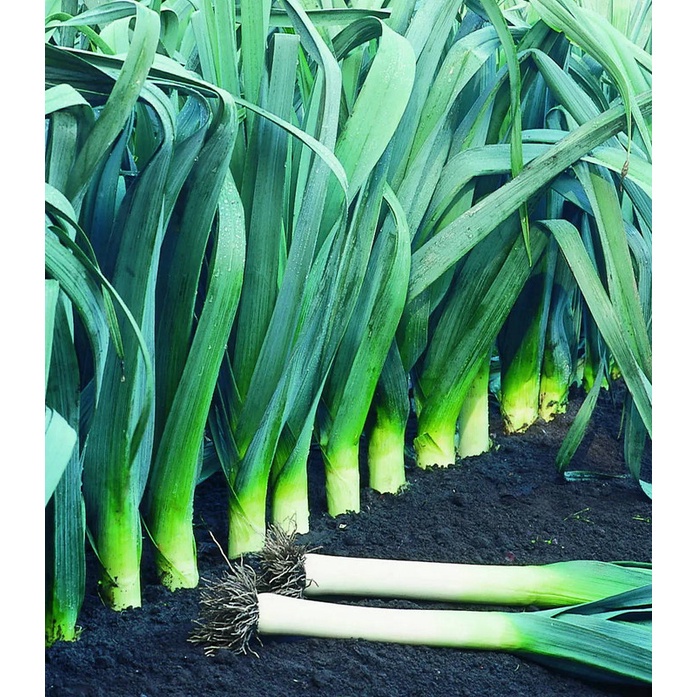 Jual 6 Benih Biji Daun Bawang Pre Prei Allium Porrum Ampeloprasum Leek ...