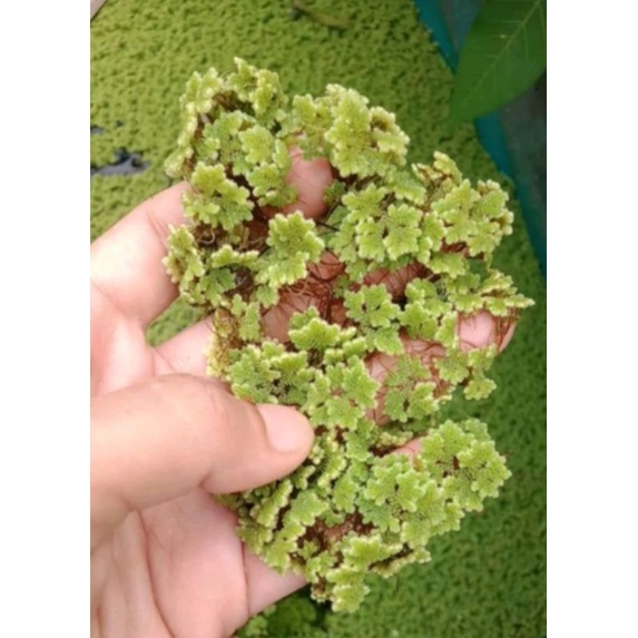 Jual AZOLA PINATA MICROPHYILLA AZOLLA TANAMAN AIR AZOLA PAKAN IKAN ...