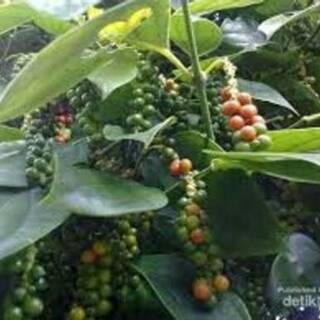 Jual Lada putih sahang merica bulat asli bangka belitung 250 gr ...