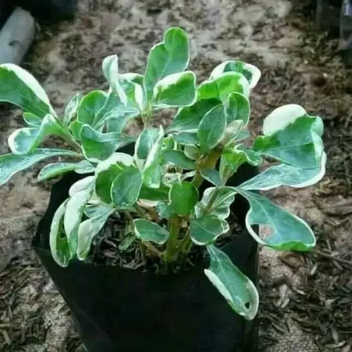 Jual Tanaman hias krokot putih - krokot putih tanaman hias | Shopee ...