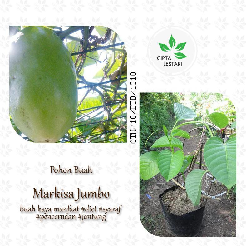 Jual Idle Bibit Pohon Buah Markisa Jumbo - Tanaman Erbis Besar | Shopee ...