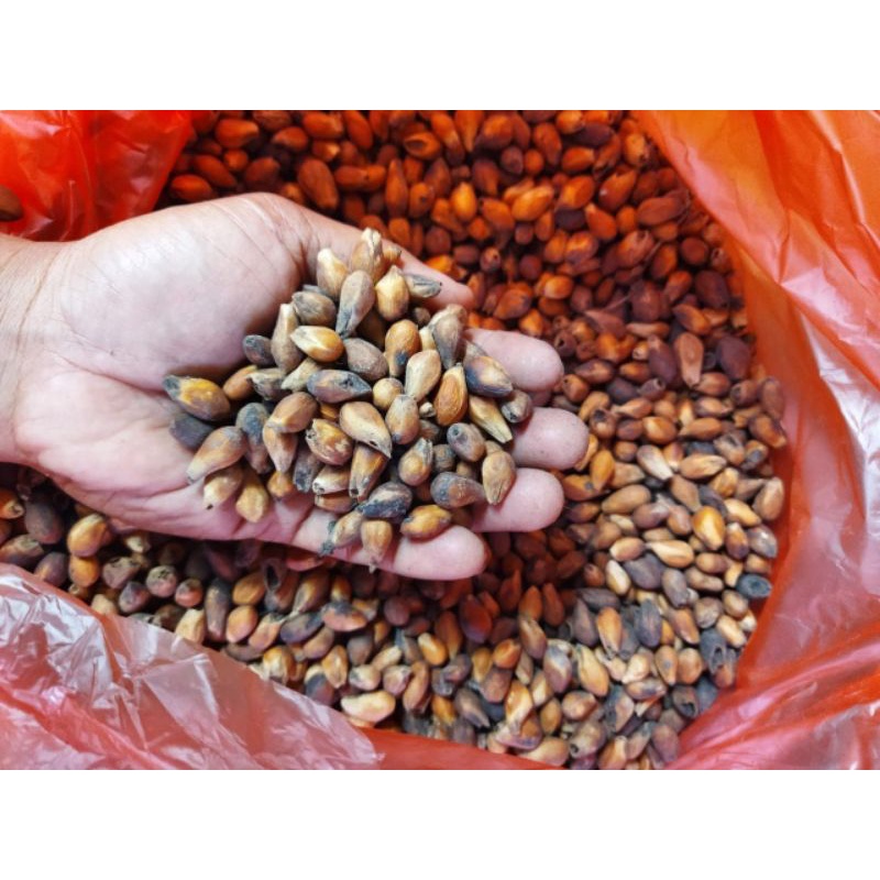 Jual Benih Biji jati putih/gmbelina Siap Semai Indonesia|Shopee Indonesia