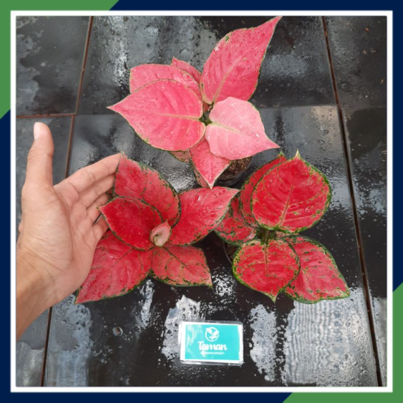 Jual BISA COD PROMO TANAMAN HIAS RED ANJA PINK ANJA RED KATRINA INDOOR ...