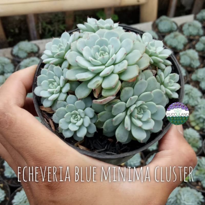 Jual Sukulen dan Kaktus | Echeveria Blue Minima Cluster (Pot 10cm ...