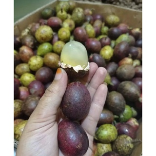 Jual buah matoa 1 kg | Shopee Indonesia