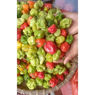 Jual Toraja Cabe Lada Katokkon Pedes Harum 1kg Indonesia|Shopee Indonesia