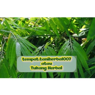 Jual Daun bacang//Daun bakcang/Daun Kicang/Daun Bambu/Daun Bungkus/Daun ...