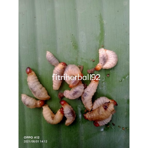 Jual ulat pohon pisang umpan ikan mas 30 ekor 3 ekor | Shopee Indonesia