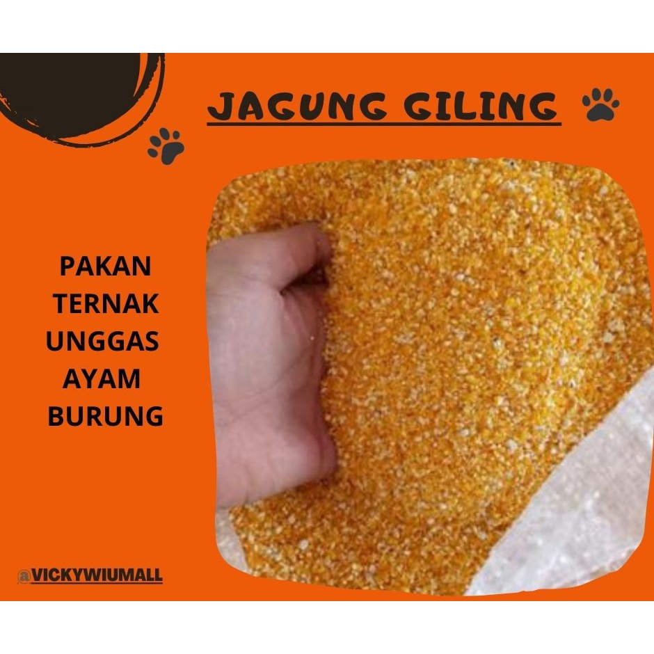 Jual 1 kg Jagung Giling Pakan Ayam Burung Merpati Bebek Unggas Halus ...