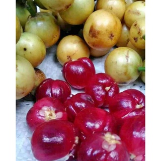 Jual Buah BENCOY / Kemundung MERAH / Menteng JUMBO 1Kg | Shopee Indonesia